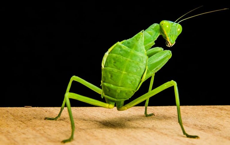 Startle displays in praying mantises: Using beauty and terror to deter ...